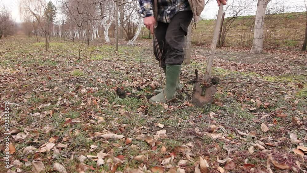 Transplanting new scion with roots, dibble fruit tree Gardener is using ...