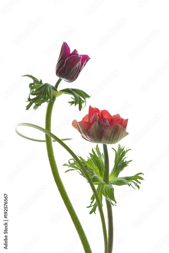 anémonas rojas aislada fondo blanco Stock Photo | Adobe Stock