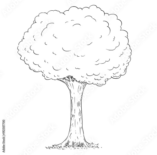 Deciduous Trees Drawing