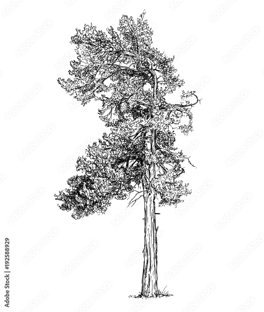 Cartoon vector doodle drawing illustration of old pine conifer or ...