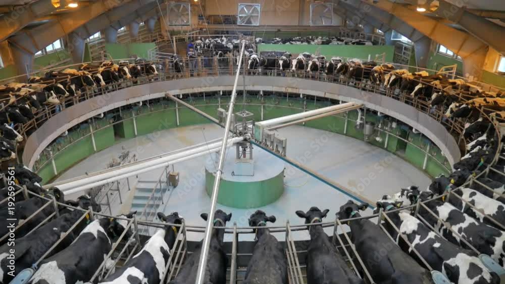 Dairy cows on milking machine by automatic industrial rotary system ...