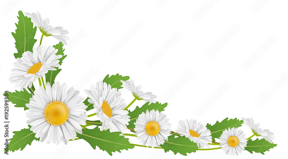Corner decoration with white daisy flower and green leaf for horizontal ...
