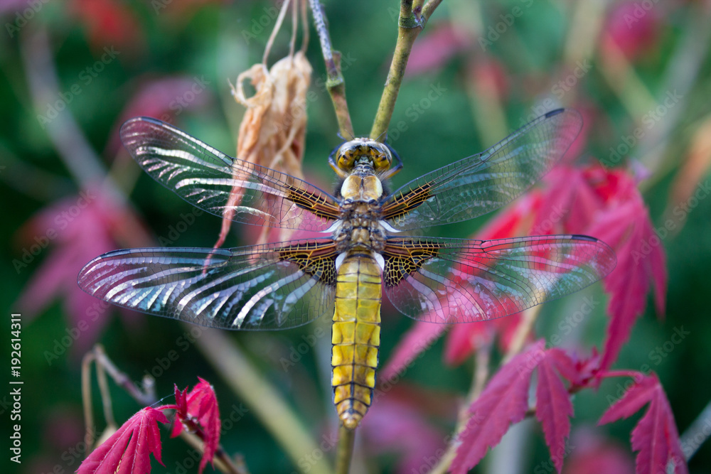 Libelle Stock Photo | Adobe Stock