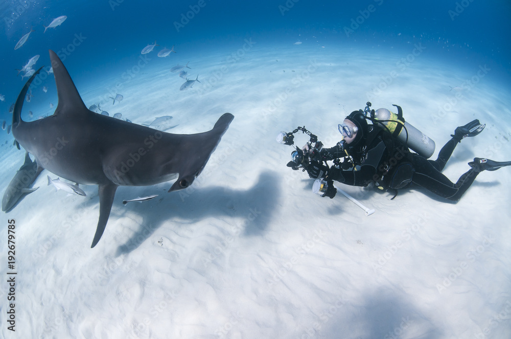 Underwater Photographer Face to Face with Great Hammerhead Shark in ...