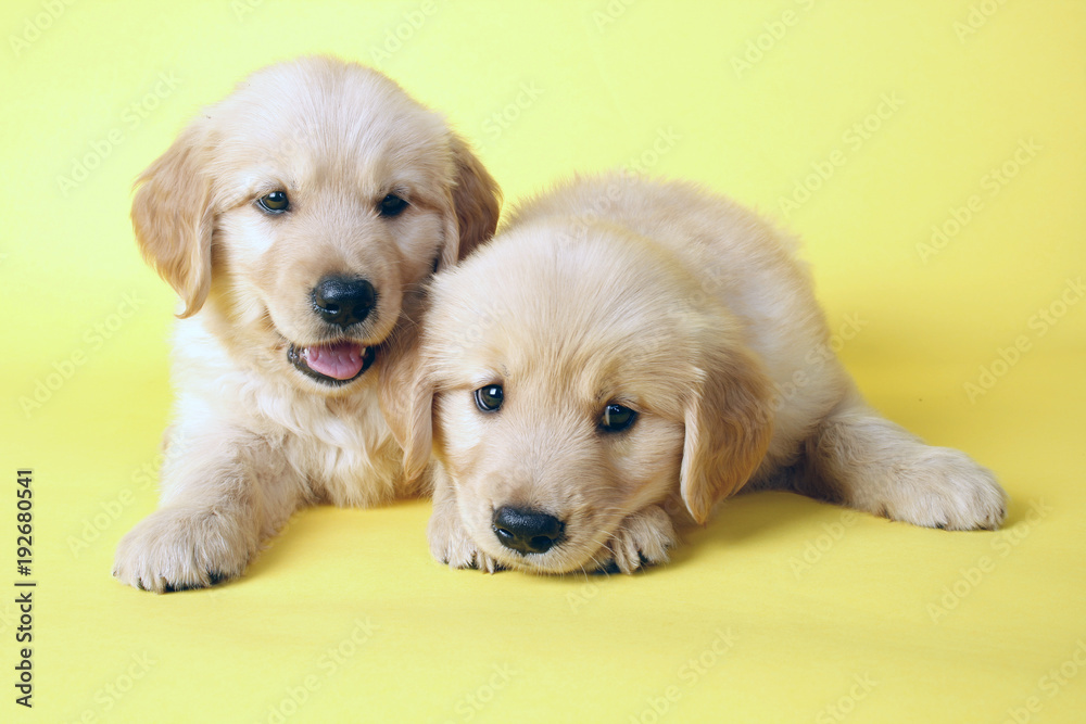 Two Puppies Together