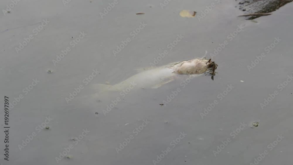 4k fish dead floating to the surface of the water, killed from polluted ...
