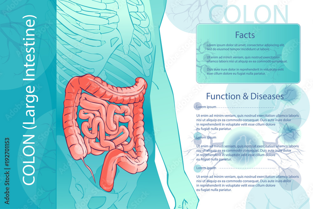 Vector diagram illustration of the human colon Stock Vector | Adobe Stock