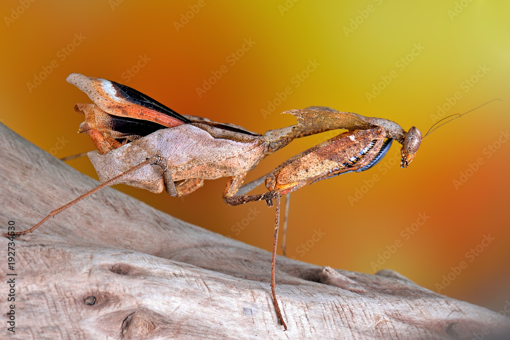 Foto de Scary Malaysian Dead Leaf Mantis/Praying Mantis/ (Deroplatys ...