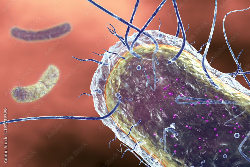 Escherichia coli bacterium, E. coli, a gram-negative rod-shaped ...