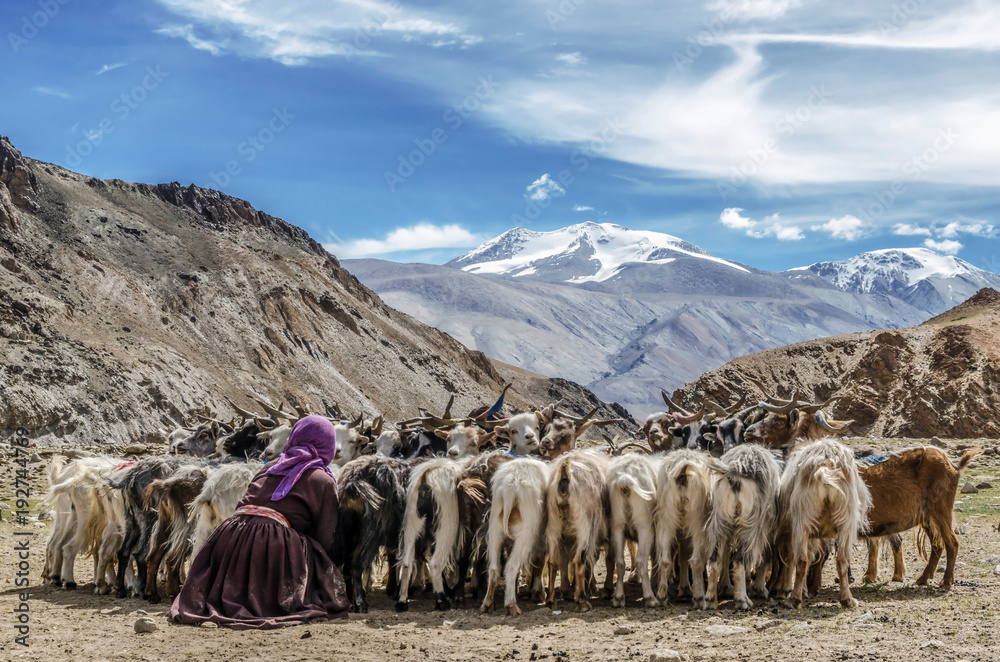 Nomadic woman with sheep at Lake Tsomoriri, India Stock Photo | Adobe Stock