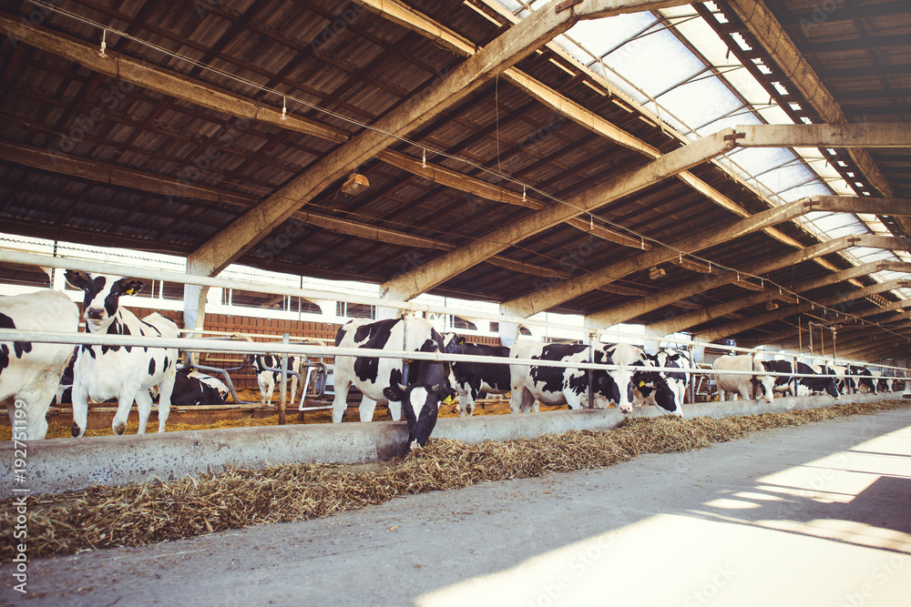 cow farm concept of agriculture, agriculture and livestock - a herd of ...