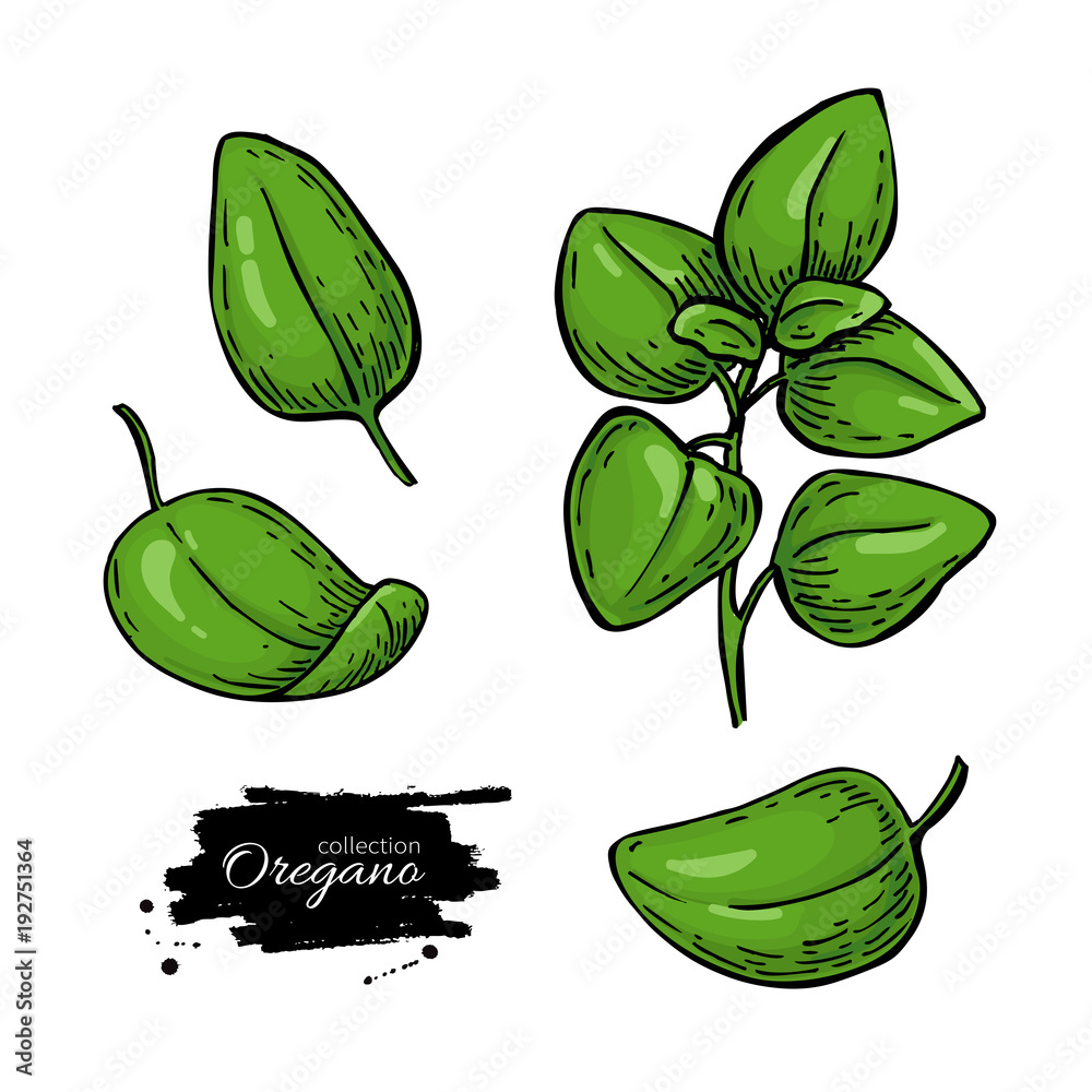 Oregano vector drawing. Isolated Herb plant branch with leaves. Stock ...