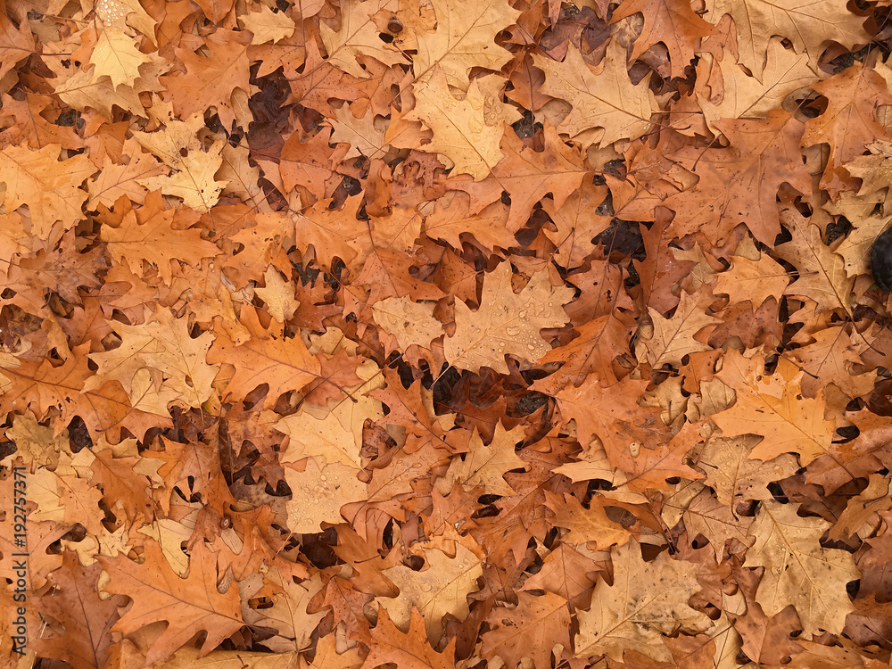 Nasses Laub im Herbst am Waldboden Stock-Foto | Adobe Stock