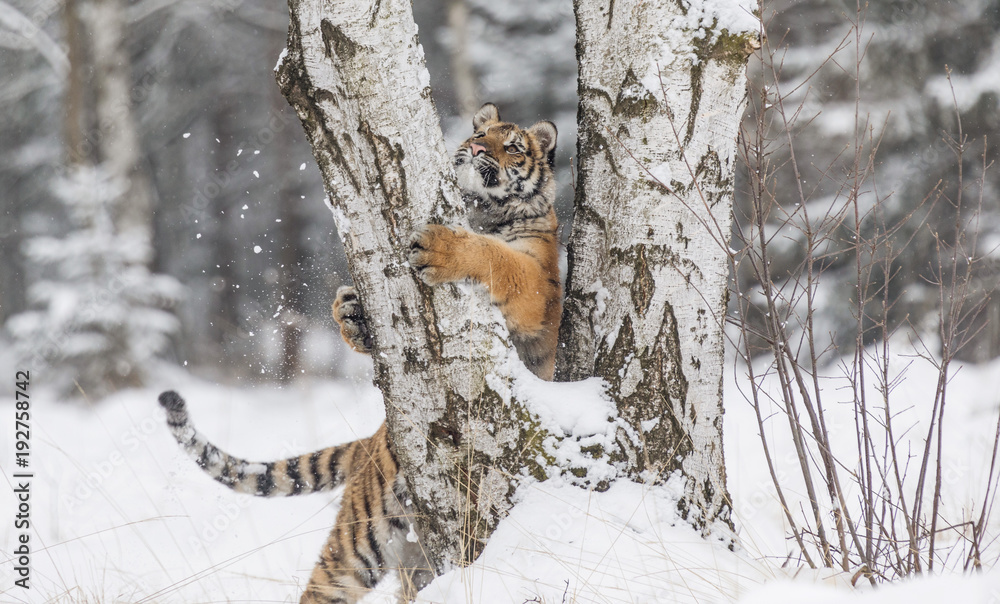 Siberian tiger, Panthera tigris altaica, male with snow in fur. Tiger ...