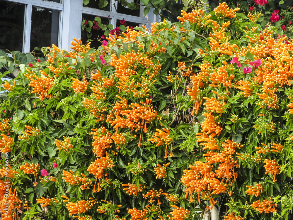 Tel Aviv, Israel - flowers in the main square of Kedumm in the old city ...