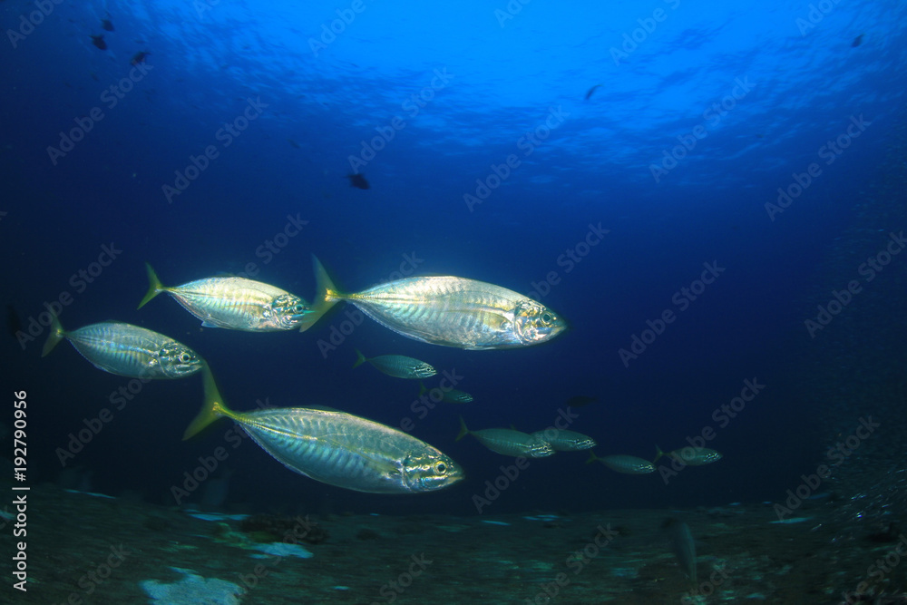 Mackerel fish hunting sardines Stock Photo | Adobe Stock