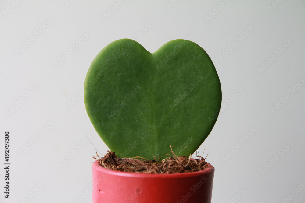 Hoya Kerrii Heart Cactus Succulent House Plant , nature of love concept ...