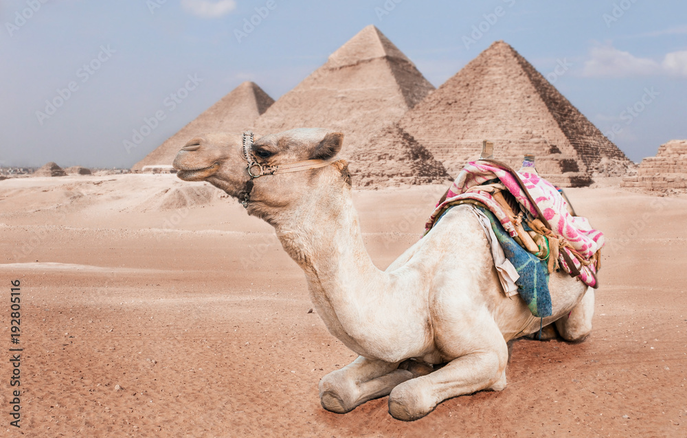 Egyptian camel with a saddle in the desert. The camel driver drives ...