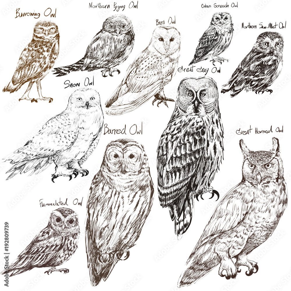 Illustration drawing style of owl birds collection Stock Illustration ...