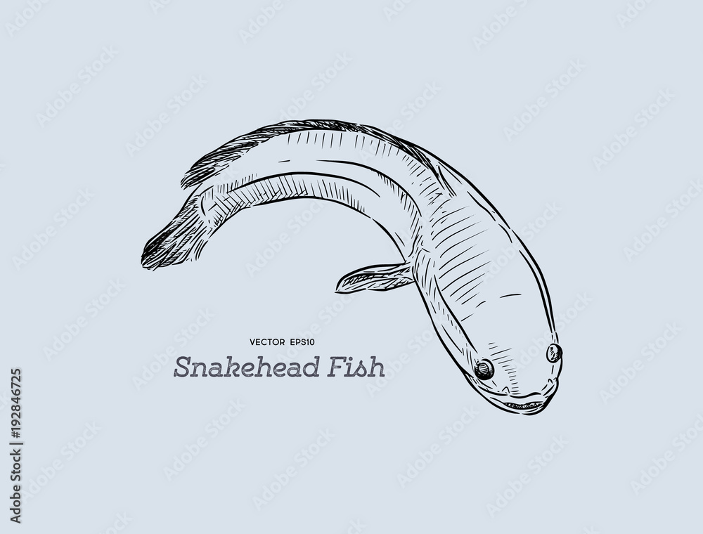 Snakehead fish, hand draw sketch vector. Stock Vector | Adobe Stock