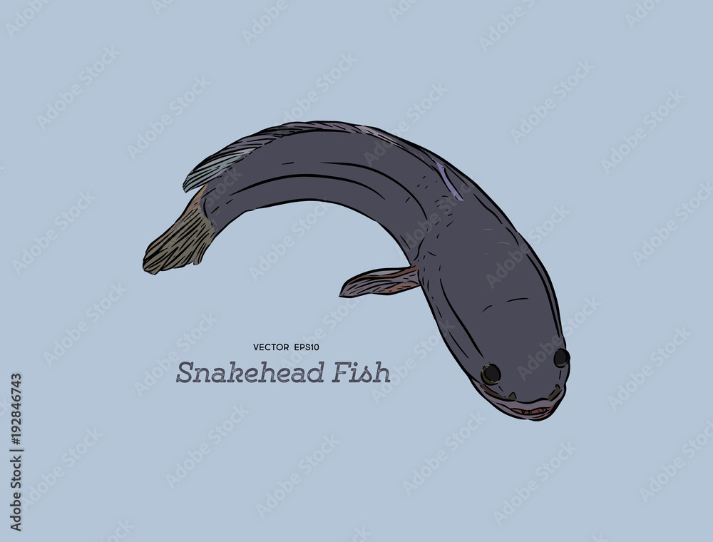 Snakehead fish, hand draw sketch vector. Stock Vector | Adobe Stock