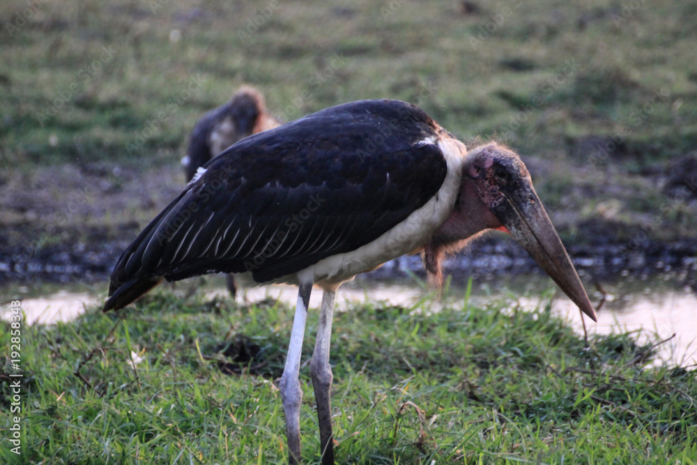duży brzydki ptak marabut afrykański z bliska brodzącyna mokradłach ...