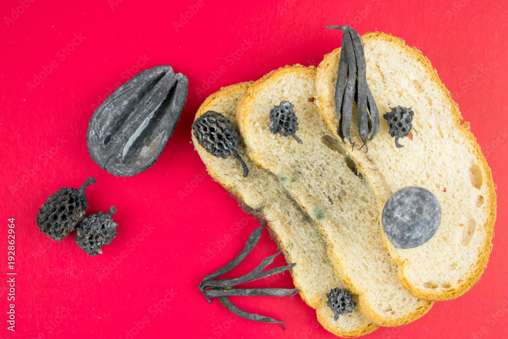 Microorganisms In Bread
