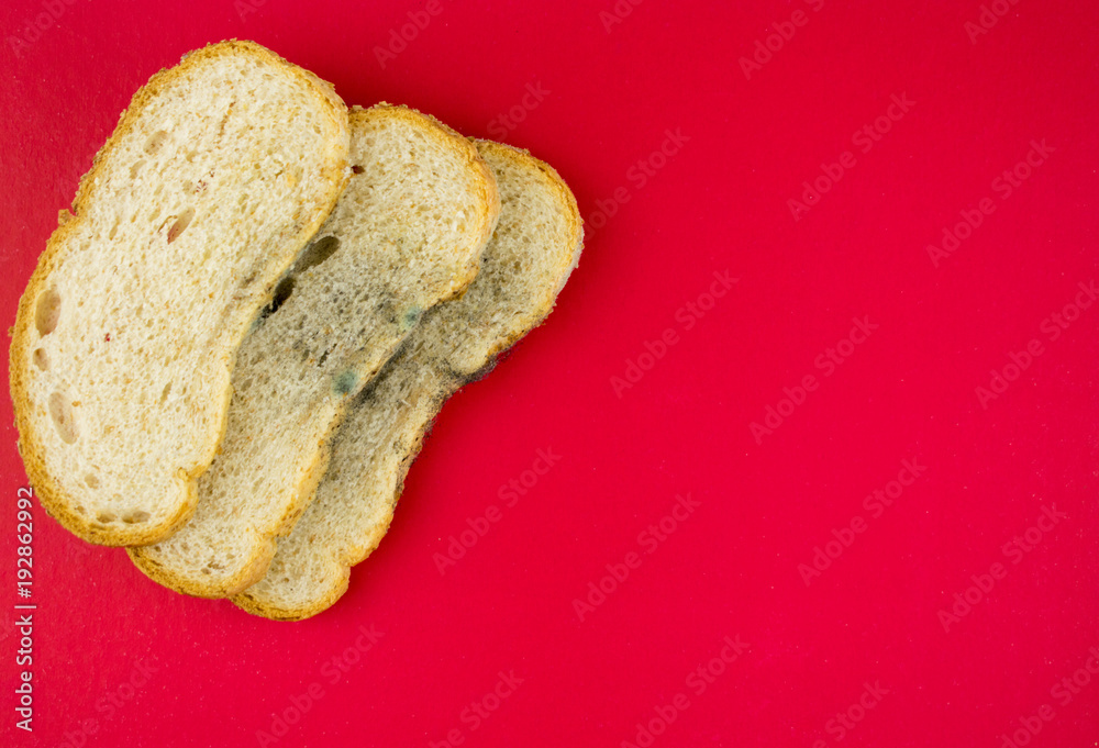 Red Bread Mold