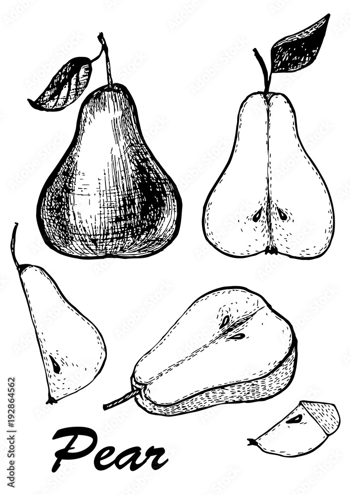Whole pear and slices. Hand drawing of a pear. Botanical illustration ...