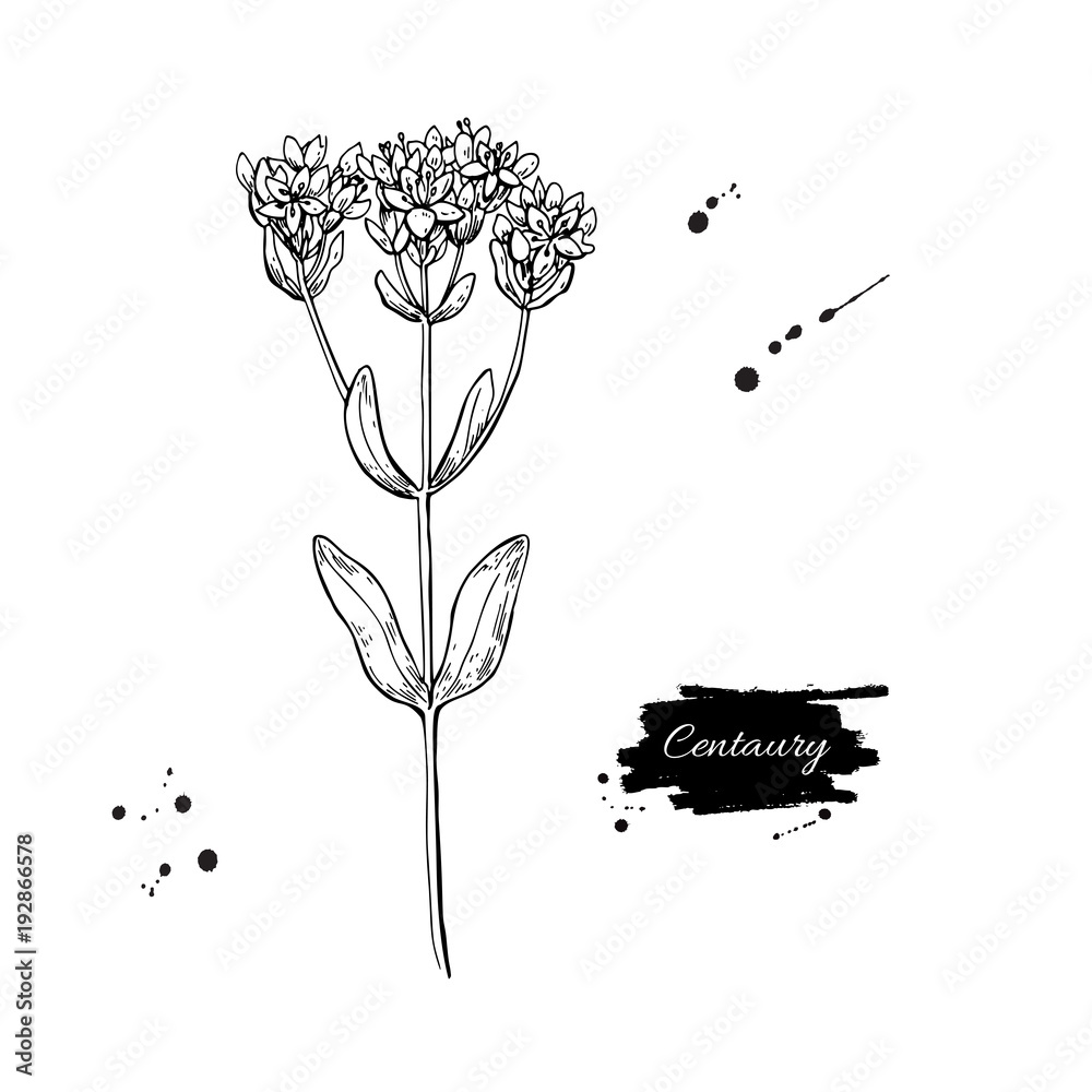Centaury vector drawing. Hand drawn herb sketch. Stock Vector | Adobe Stock