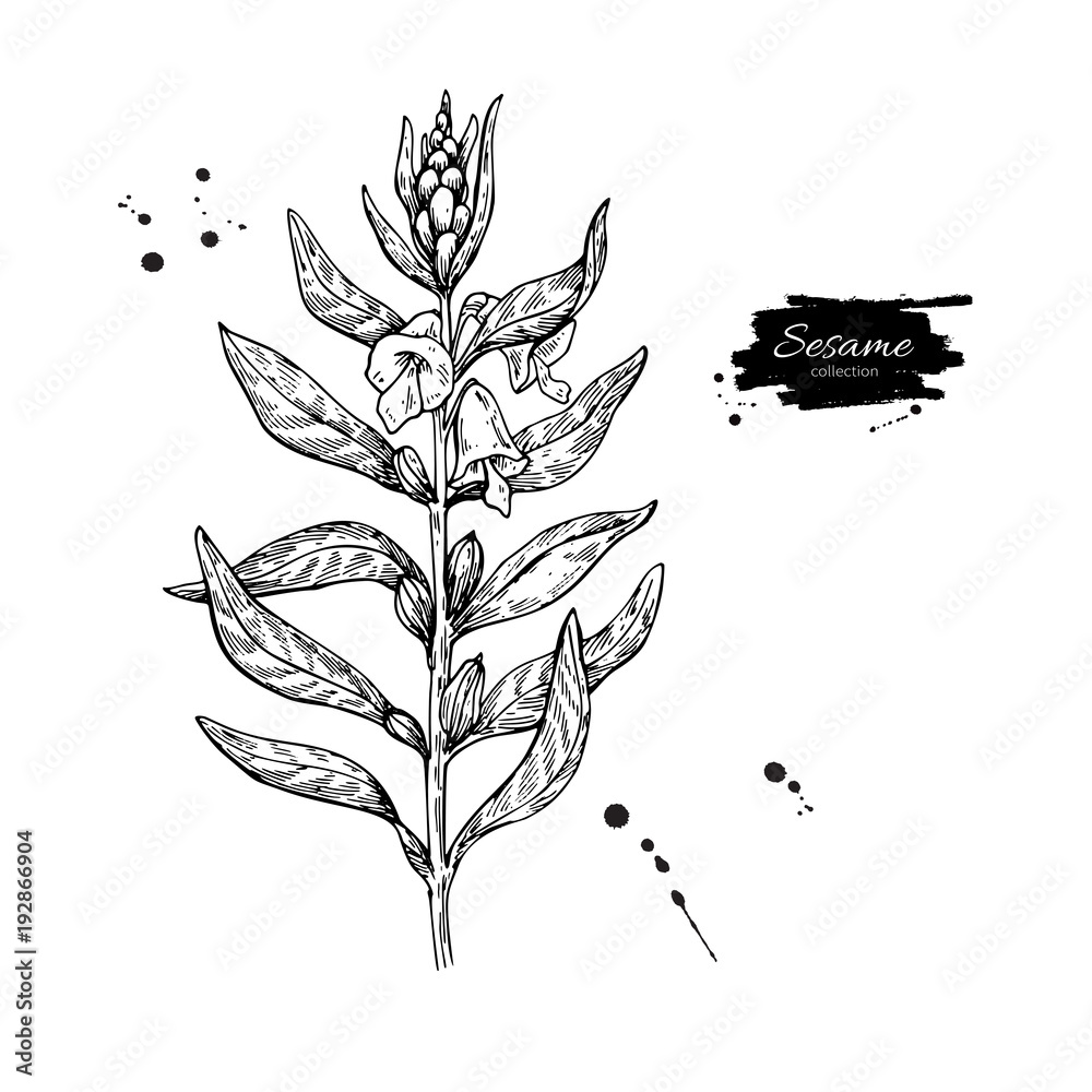 Sesame plant vector drawing. Hand drawn food ingredient. Botanic Stock ...