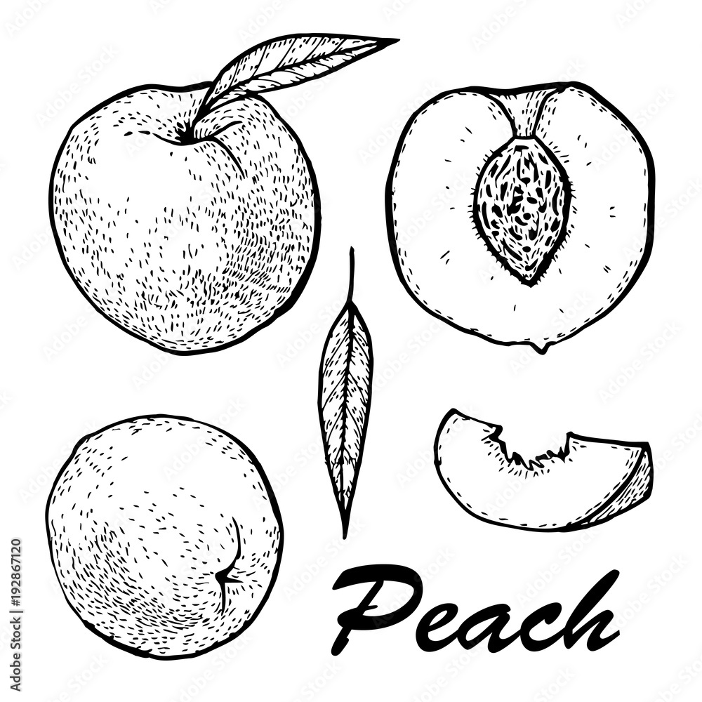 Manual drawing of peach ink. Set whole peach and slices. Botanical food ...