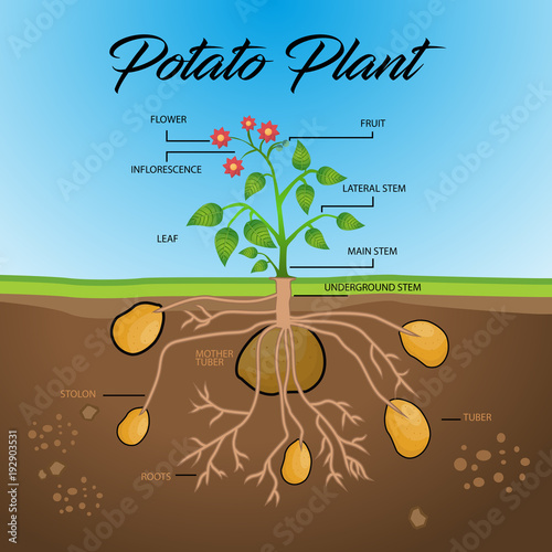Potato Plant Diagram