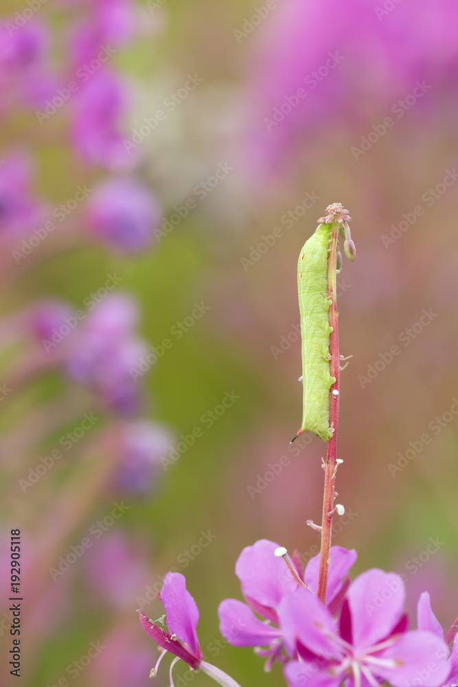 Elephant hawk moth, Deilephila elpenor larva on willowherb Stock Photo ...