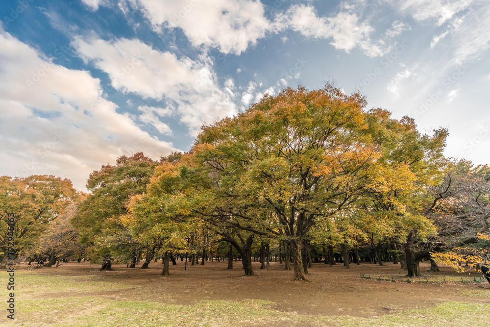 Momiji (maple tree) Autumn colors, Fall foliage sunset at Yoyogi Park ...