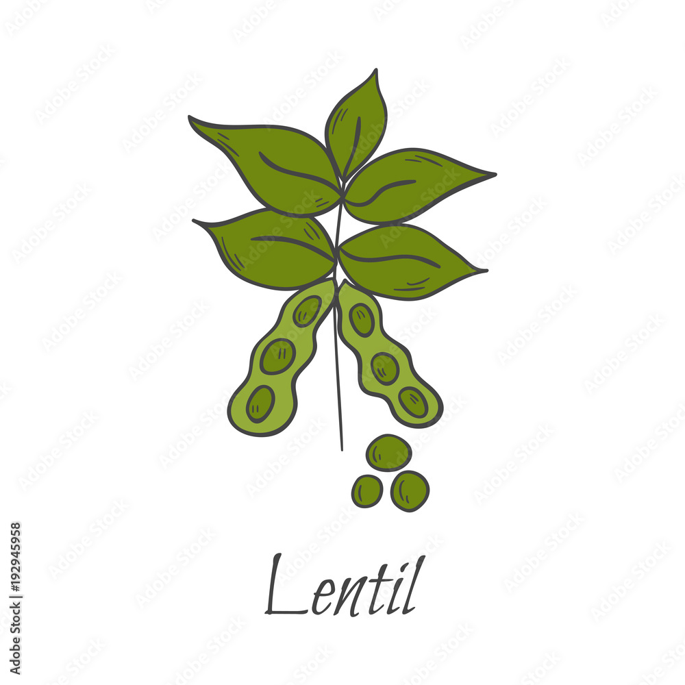 Vector cartoon hand drawn lentil icon Stock Vector | Adobe Stock