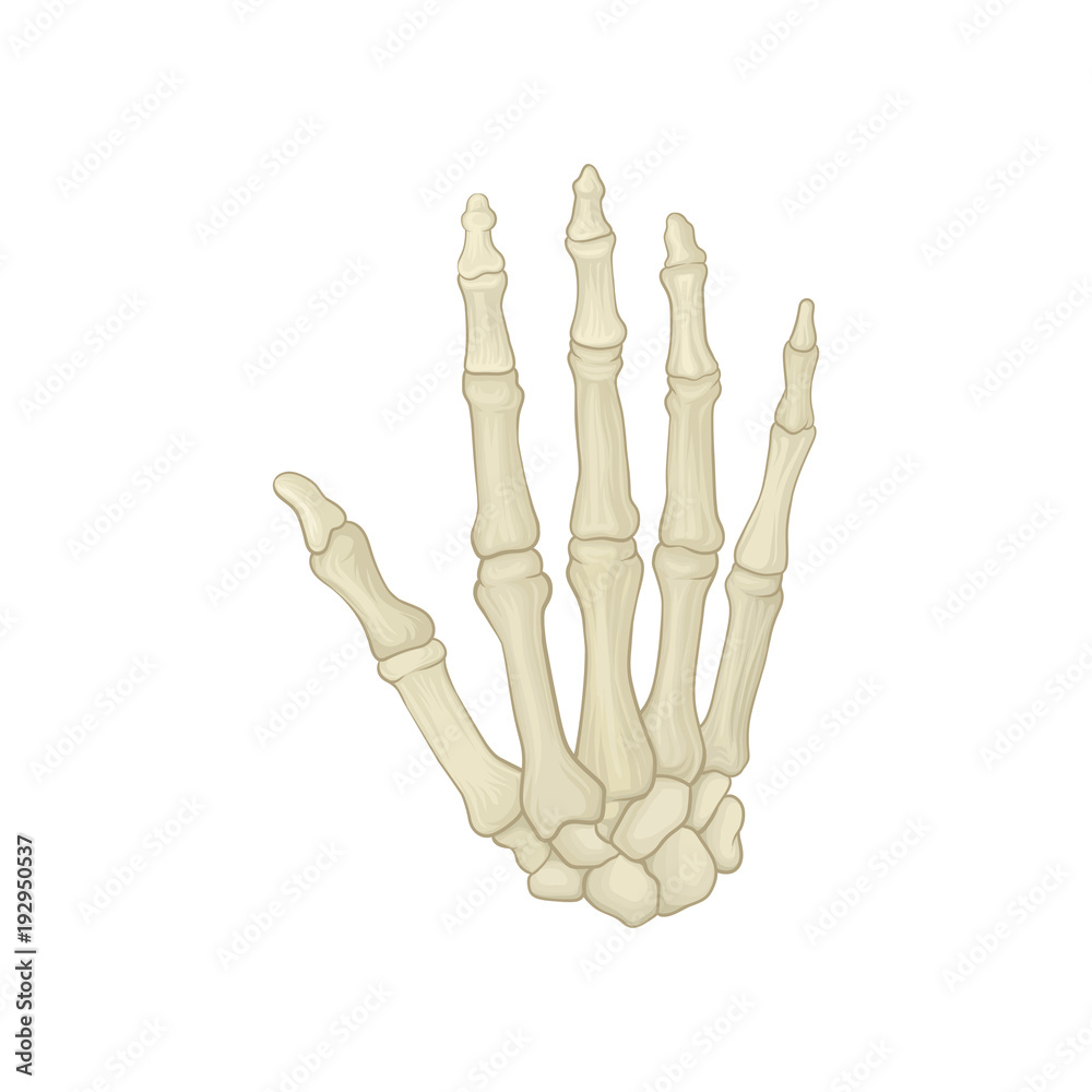 Hand Bones Skeleton