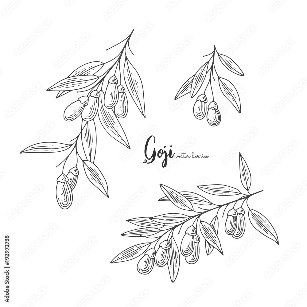 Goji berry vector drawing set. Isolated hand drawn illustration on ...