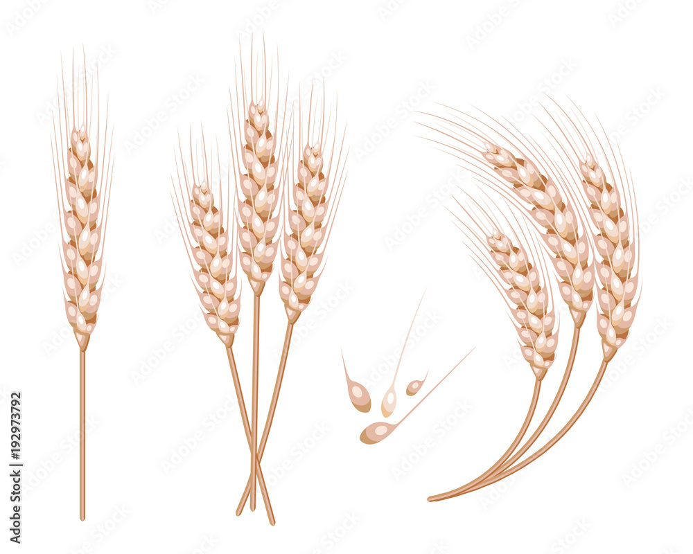 Set of vector wheat in 3d isolated white background with seed addition ...
