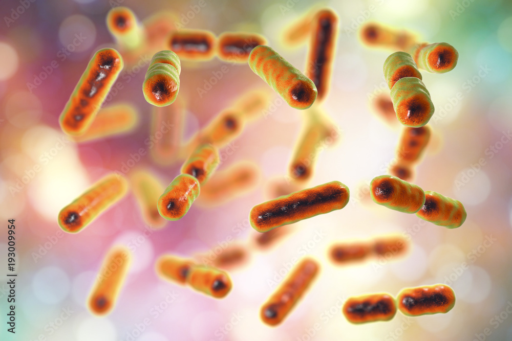Bacteria Bacteroides fragilis, one of the major components of normal ...