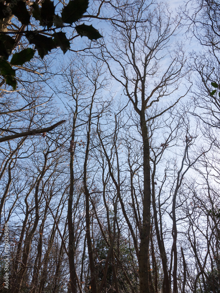 inside forest sunny beam trees green path woodland nature bare branches ...