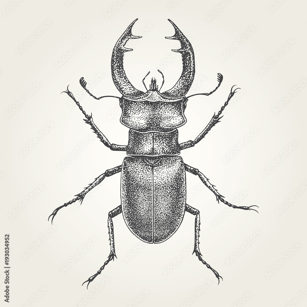 Stag Beetle Illustration