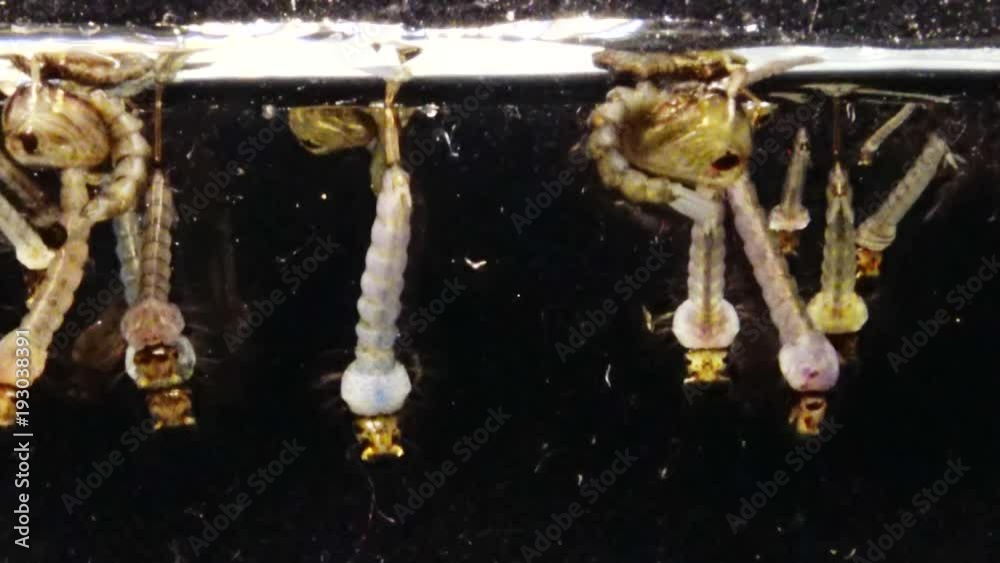 Mosquito, Larvae and Pupae in polluted water. Culex pipiens (the common ...