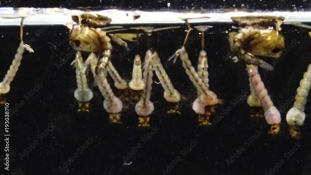 Mosquito, Larvae and Pupae in polluted water. Culex pipiens (the common ...