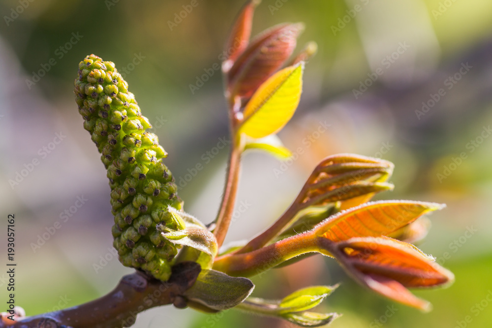 Walnut blooms. Walnuts young leaves and inflorescence on a city ...