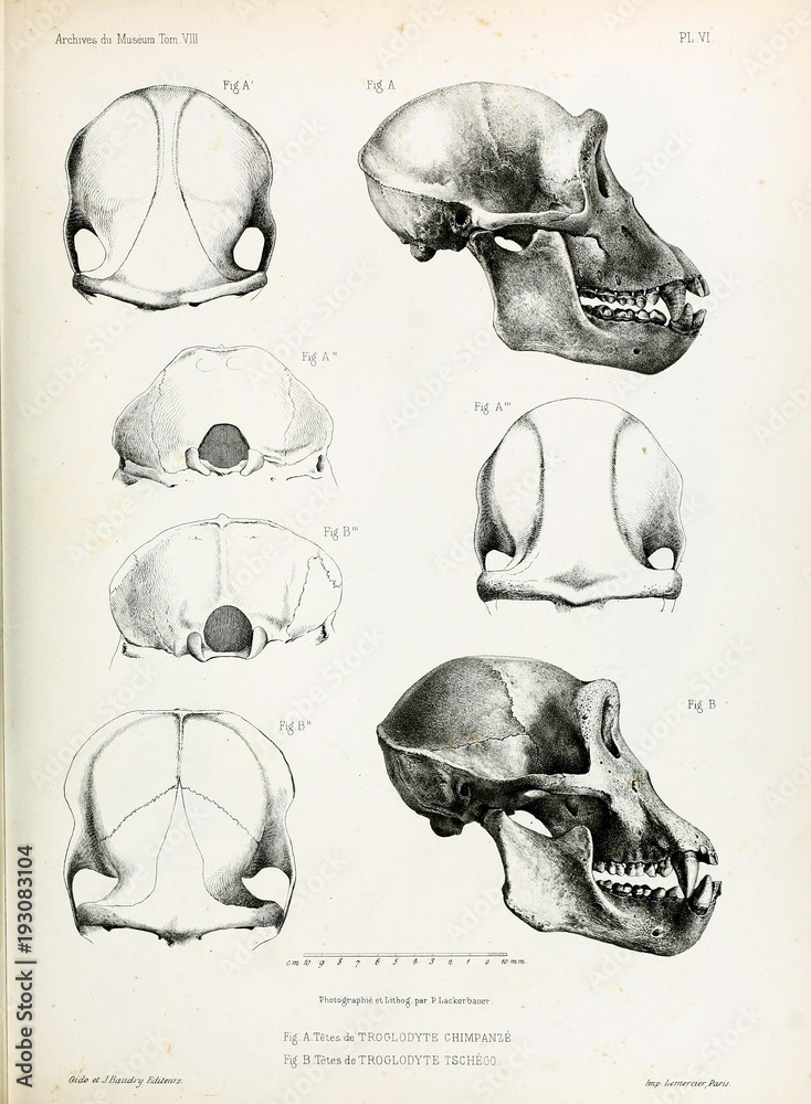 The anatomy of the ape. Stock Illustration | Adobe Stock