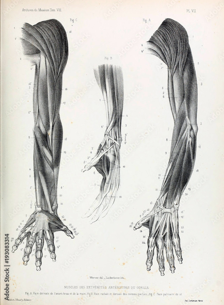The anatomy of the ape. Stock-Illustration | Adobe Stock