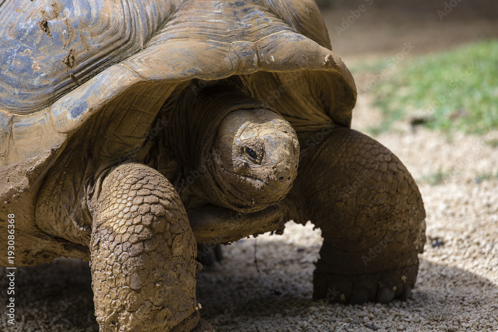 Giant turtles, dipsochelys gigantea in island Mauritius , Close up ...