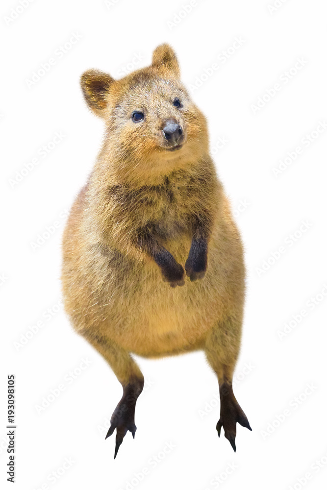 A cute Quokka standing, in Rottnest Island, Western Australia. Quokka ...