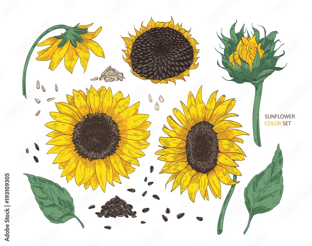 Collection of beautiful realistic drawings of sunflower parts. Bundle ...